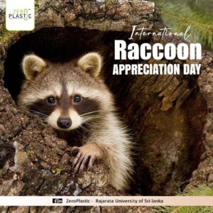Happy International Raccoon Appreciation Day! - ZeroPlastic Movement